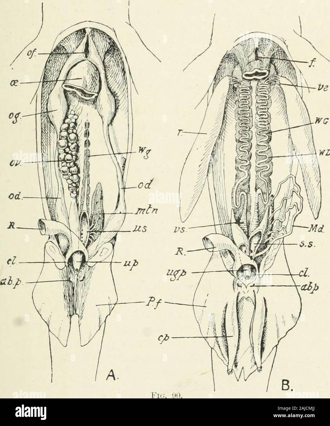 A treatise on zoology . be of pelvic fin;