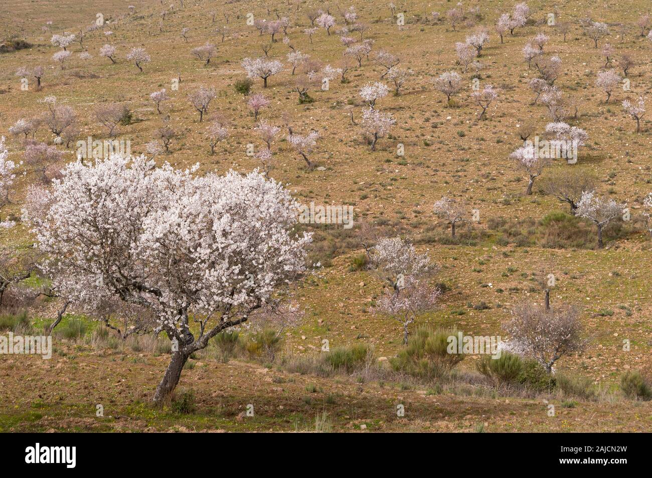 Almond trees in spring hi-res stock photography and images - Alamy