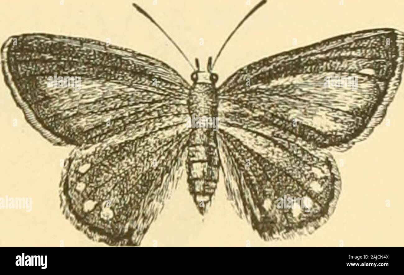 Two prominent insects hi-res stock photography and images - Alamy