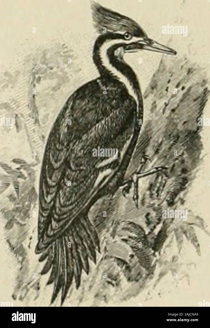 Ram framework hi-res stock photography and images - Alamy