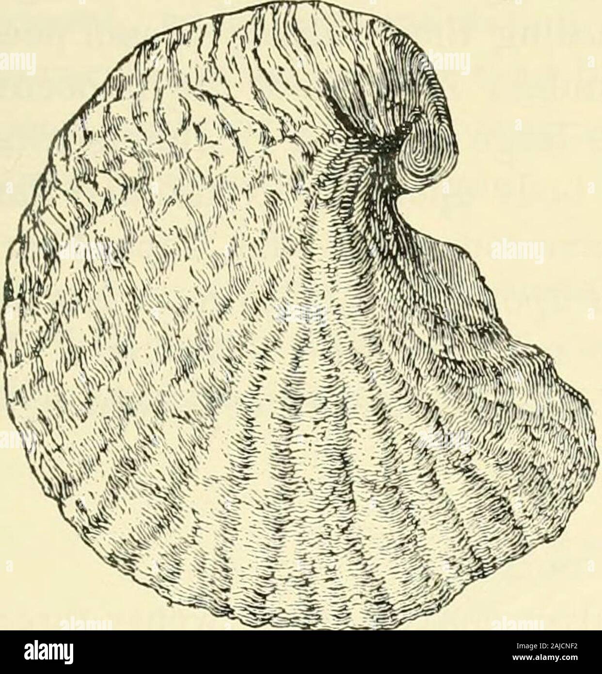 Anomia shell hi-res stock photography and images - Alamy