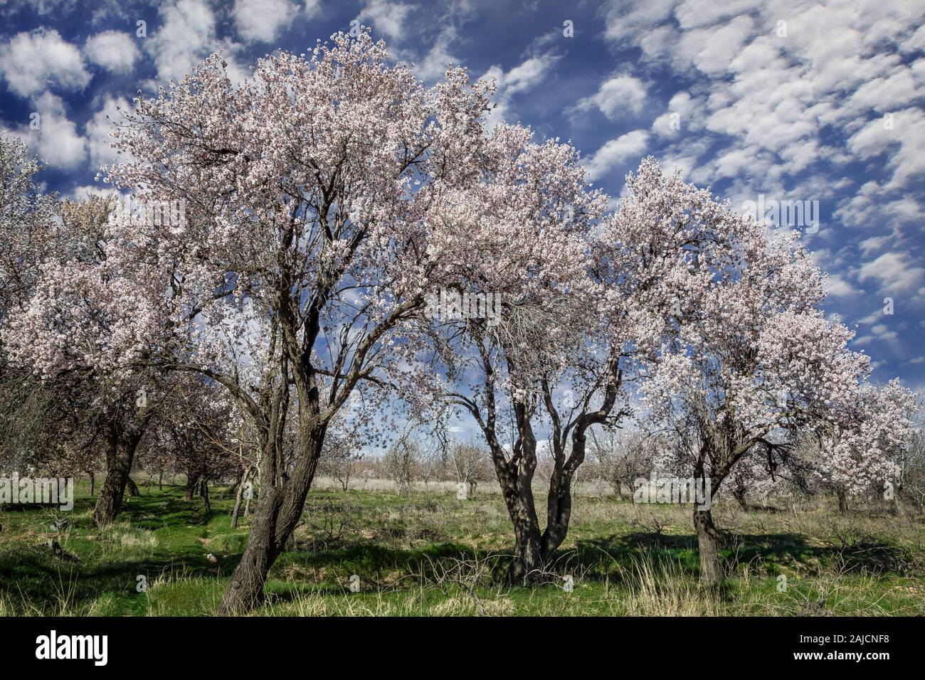 Blossom scenery hi-res stock photography and images - Alamy