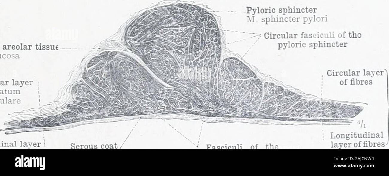 Pyloric Sphincter Stock Photos & Pyloric Sphincter Stock Images - Alamy