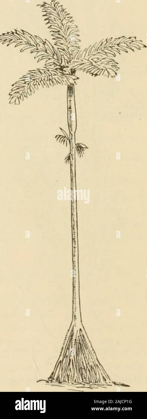 Agaie hi-res stock photography and images - Alamy