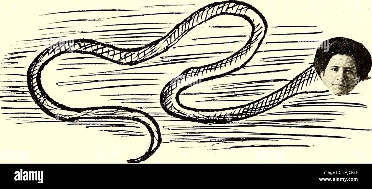 The Chatterbox . This specimen was no other than our lively Kate ...