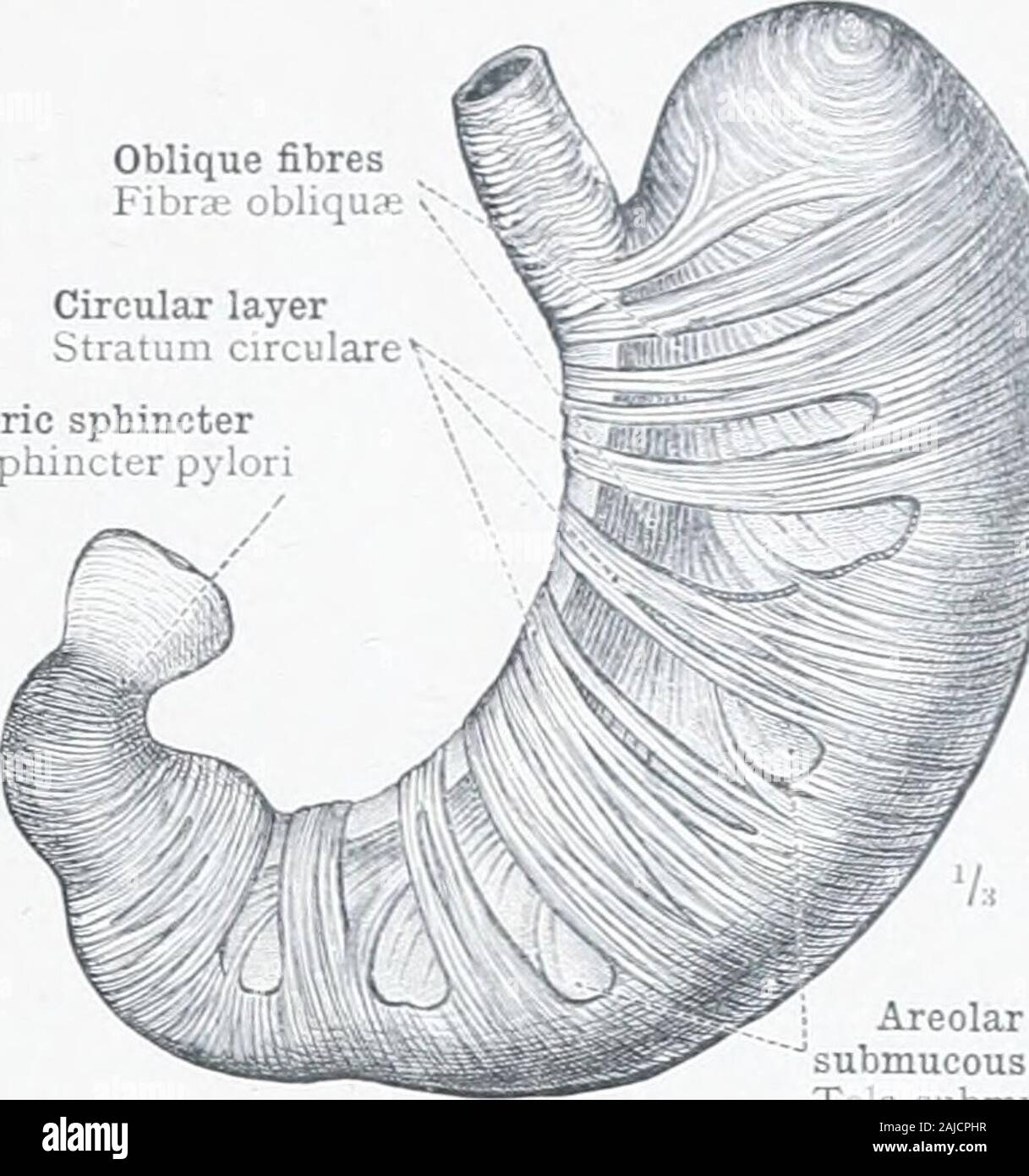Pyloric Sphincter Stock Photos & Pyloric Sphincter Stock Images - Alamy