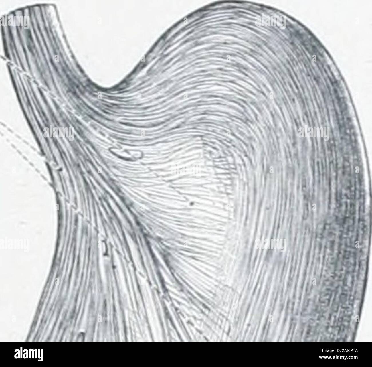 Pyloric Sphincter High Resolution Stock Photography and Images - Alamy