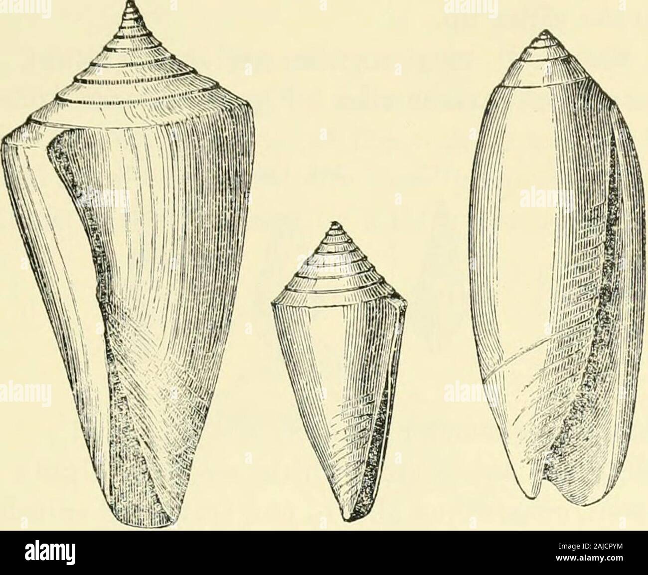 Bulletins of American paleontology . )ondcranco of the body whirl over ...