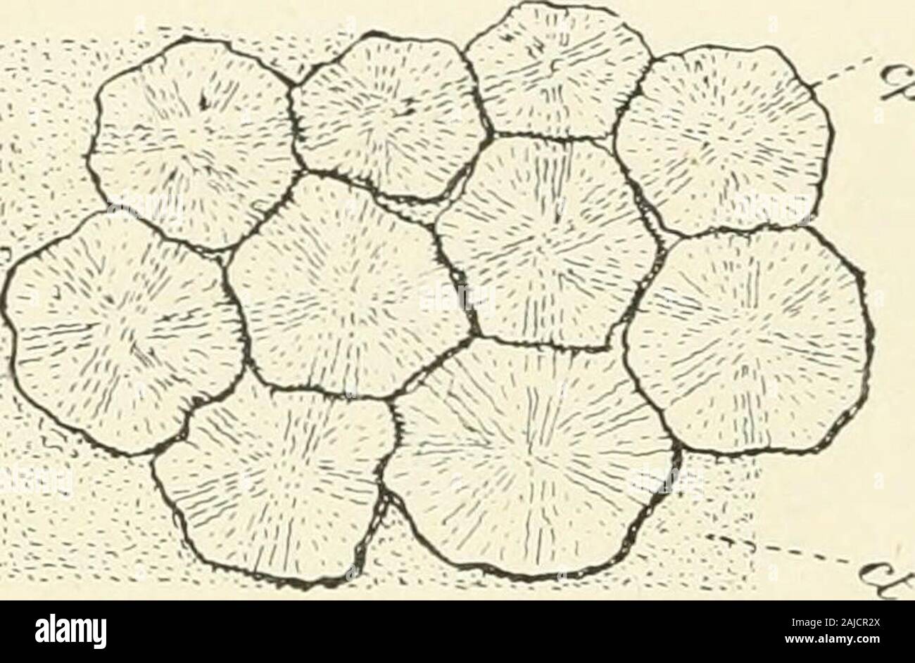 Placoid scales hi-res stock photography and images - Alamy