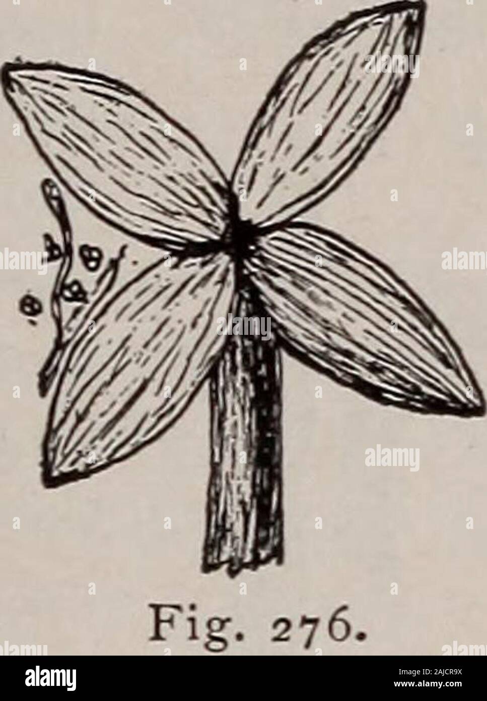 Elementary botany . Fig. 275. Opening capsuleshowing escape ofspores ...