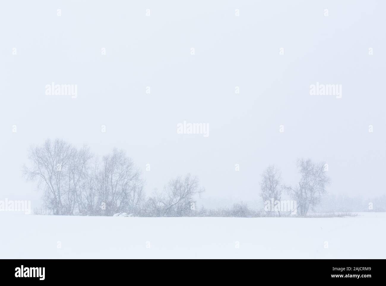 Winter landscape. Trees without foliage in a field covered with snow ...