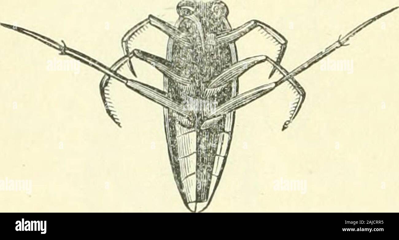 Half hours with insects . ce to the water, andFig. 126. the posterior ...