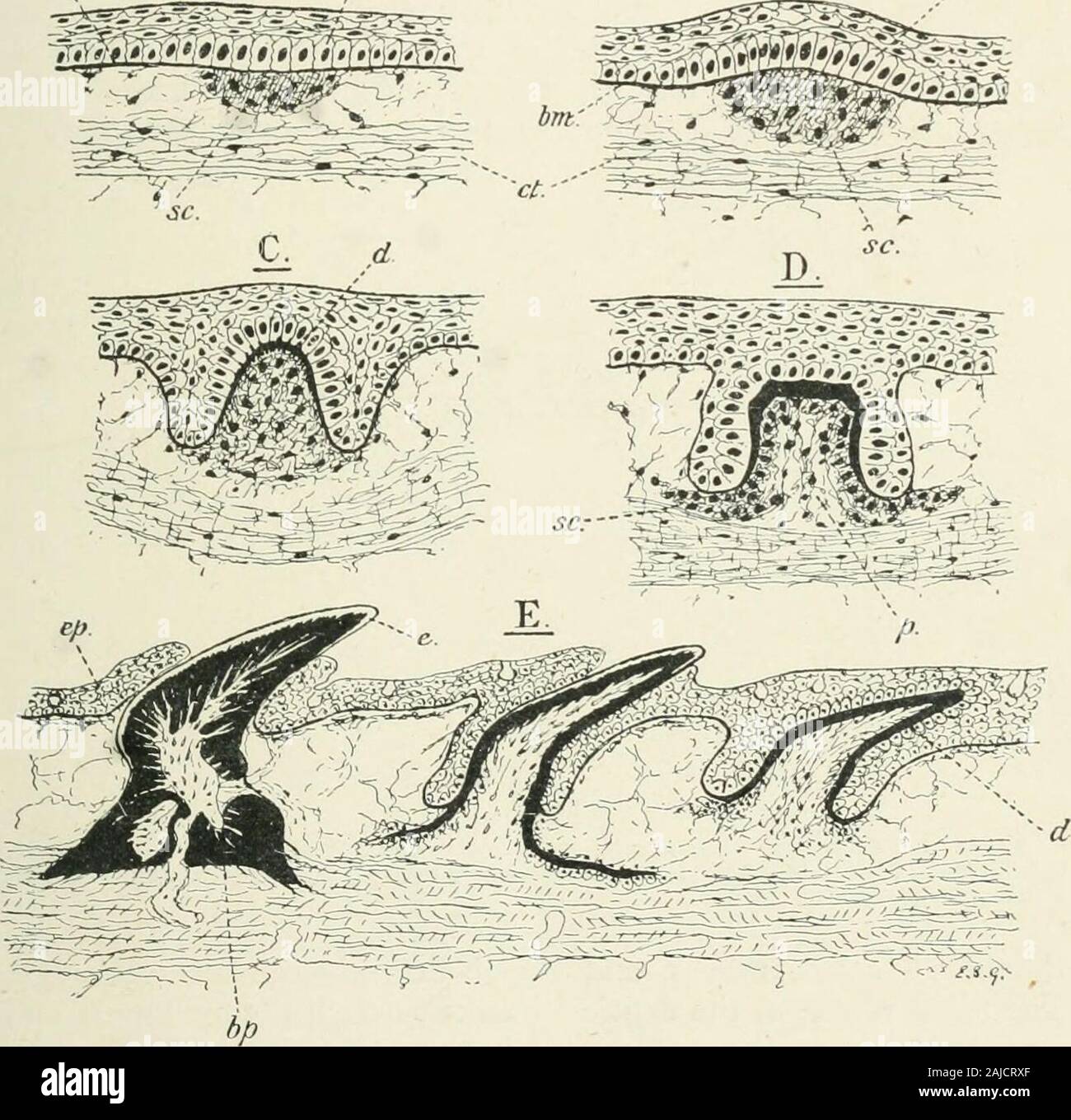 Placoid scales hi-res stock photography and images - Alamy