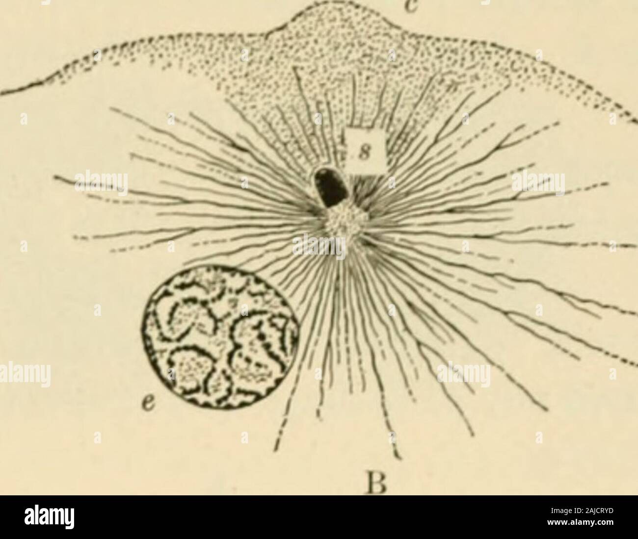 An American text-book of physiology . leus (Fig. 311, c), its chromatin ...