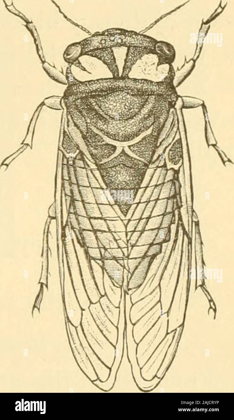 Insects injurious to fruits . lllimbs of the cherry and deposits its ...