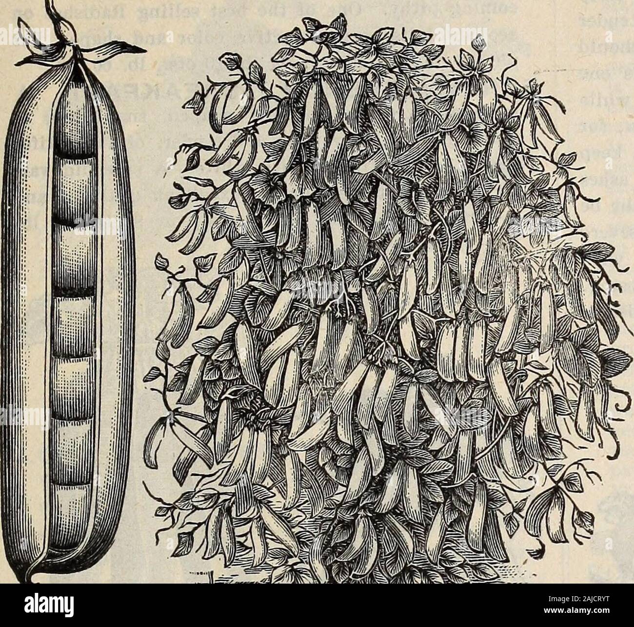 Cole's garden annual . Gradus Pea COLES PEA SEED. 43 Notts Excelsior ...