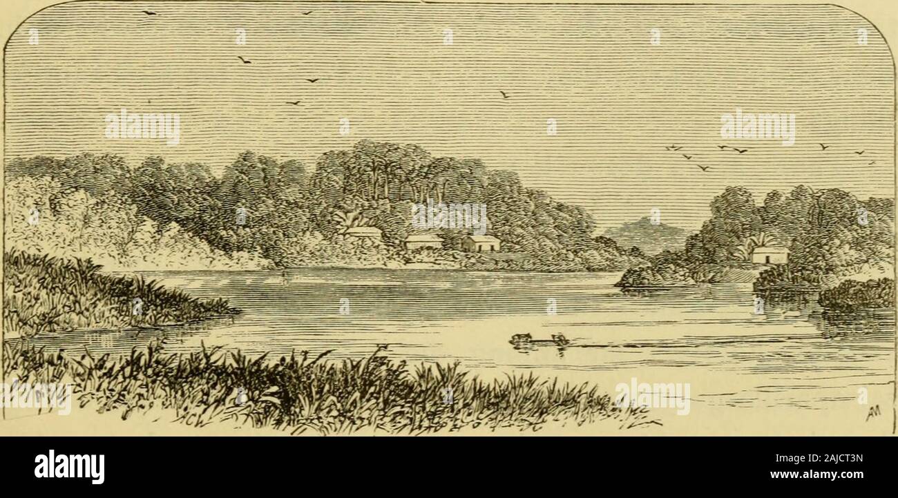 Javary hi-res stock photography and images - Alamy