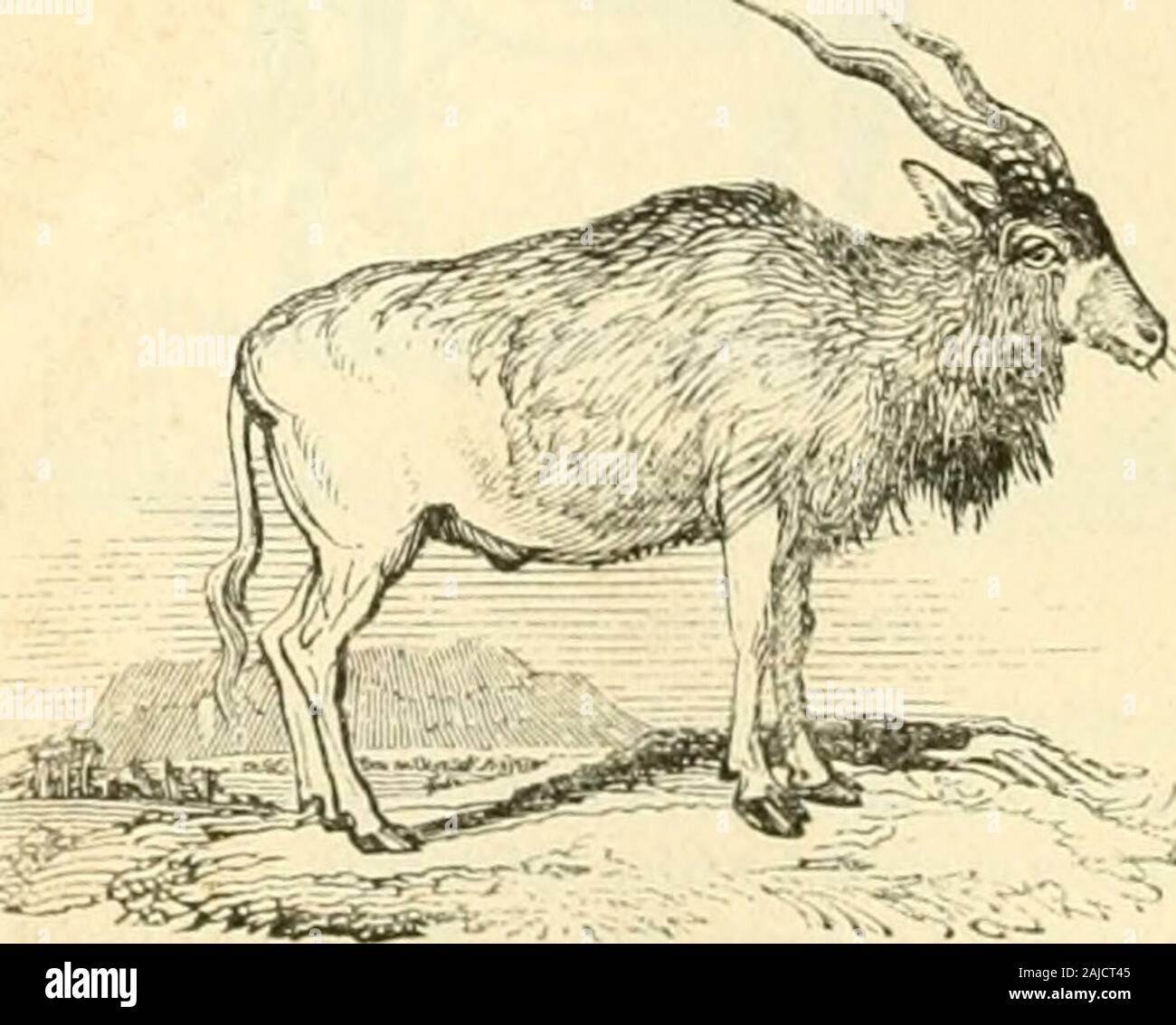 Antelope n r hi-res stock photography and images - Alamy