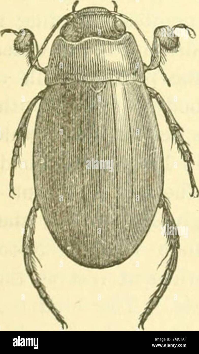 Fore tarsus hi-res stock photography and images - Alamy