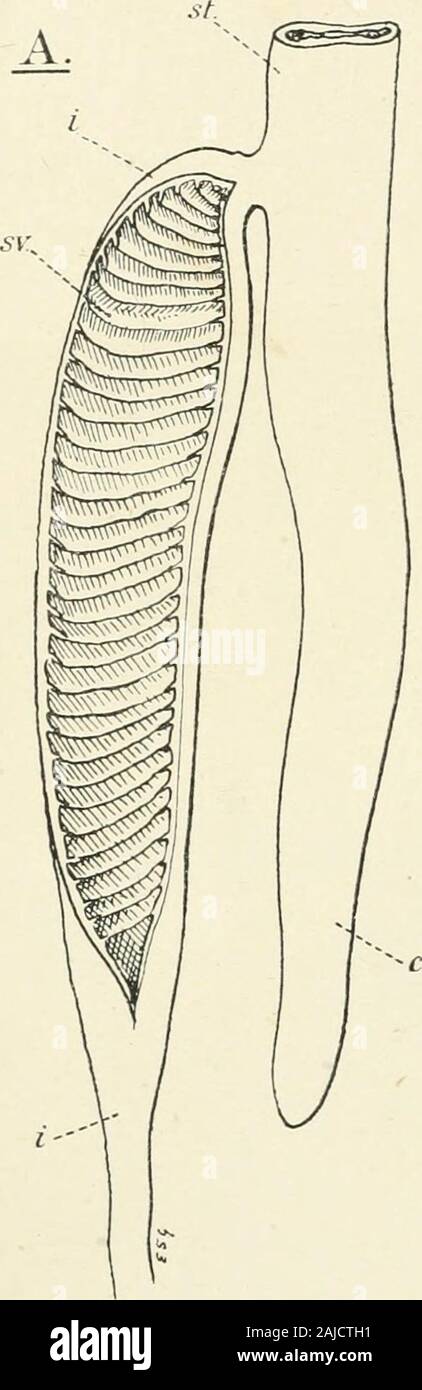 Optic chiasma hi-res stock photography and images - Alamy