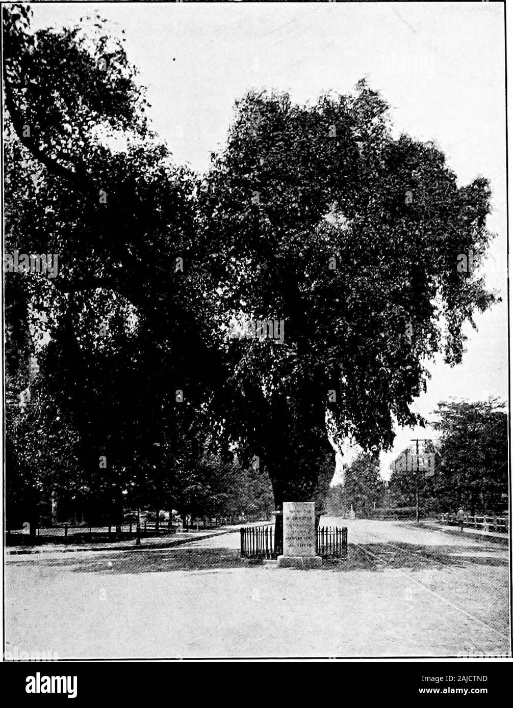 Treaty oak tree Black and White Stock Photos & Images - Alamy