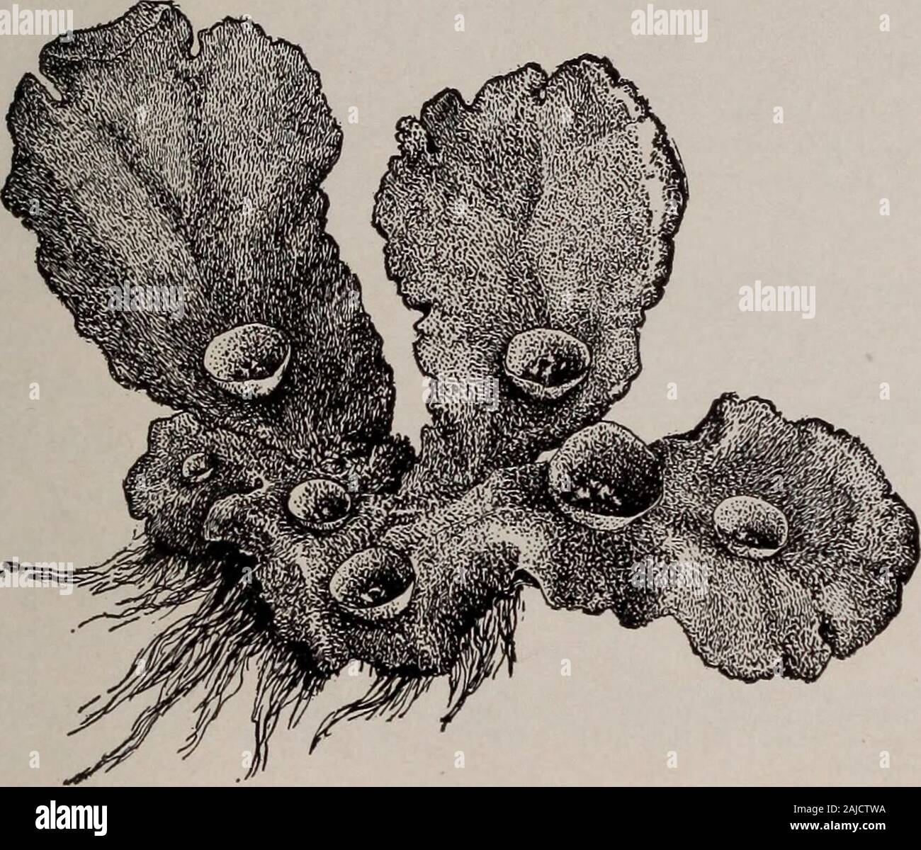 Old cell parts hi-res stock photography and images - Alamy