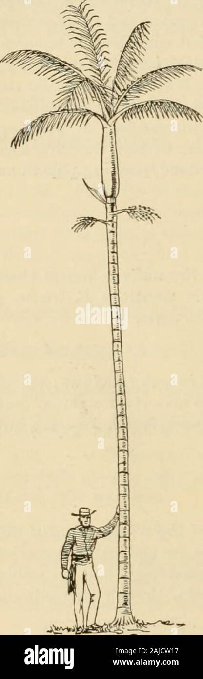 Formosa rice tree hi-res stock photography and images - Alamy