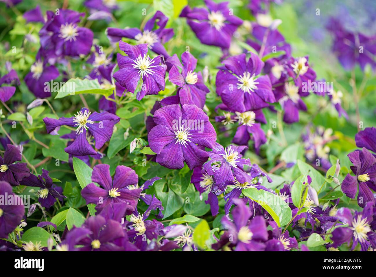 bush of beautiful blue clematis Stock Photo - Alamy