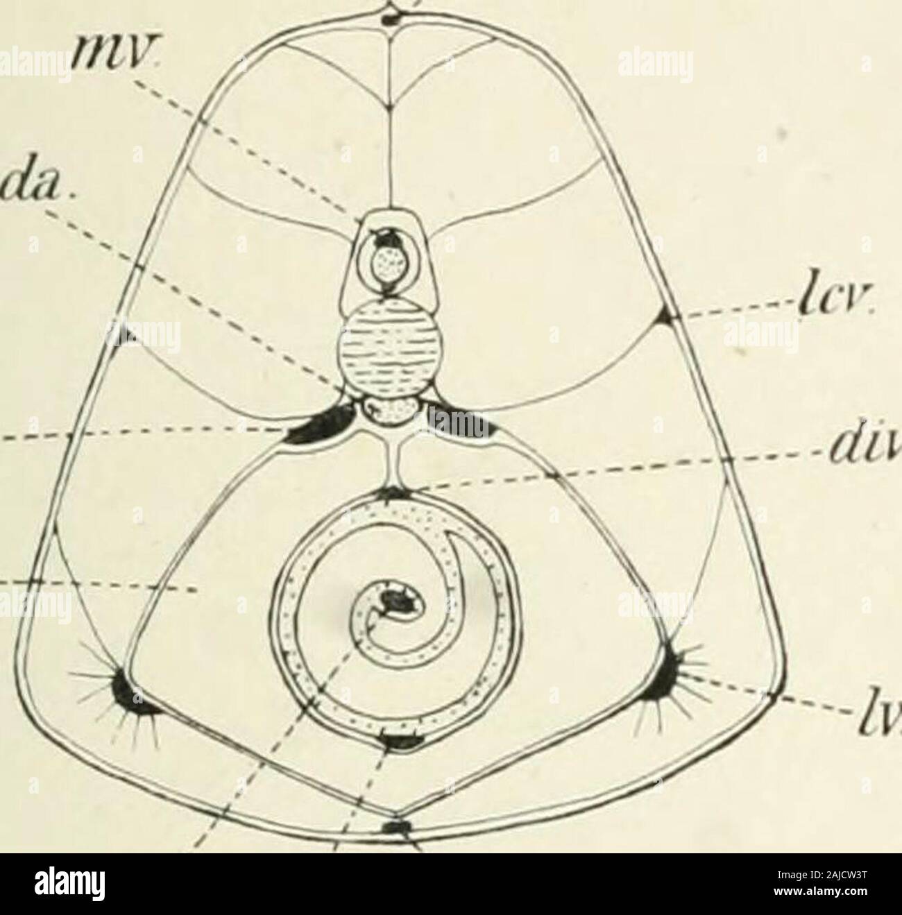 Hepatic diverticulum hi-res stock photography and images - Alamy