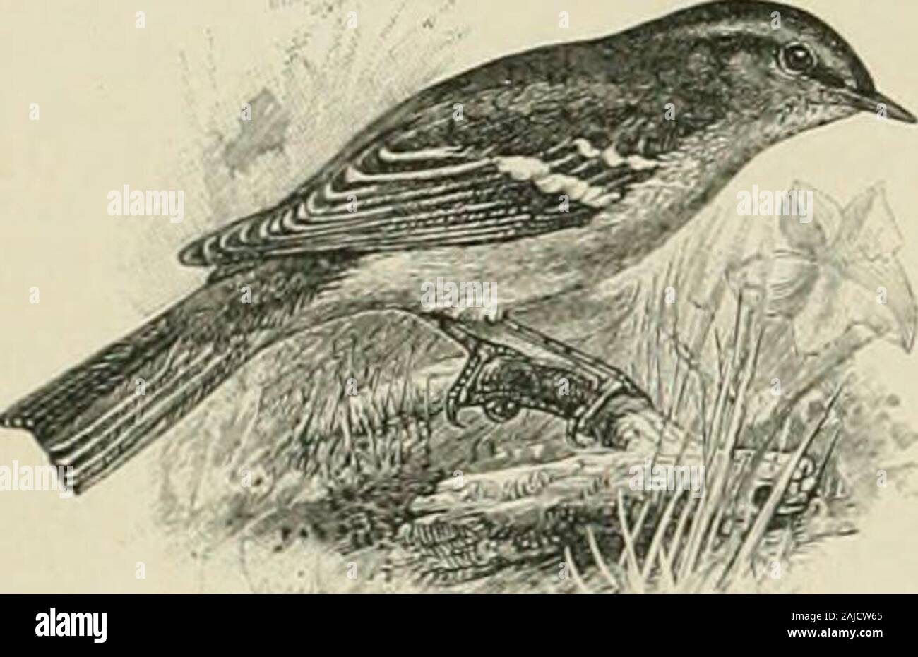 Phyllotactic hi-res stock photography and images - Alamy