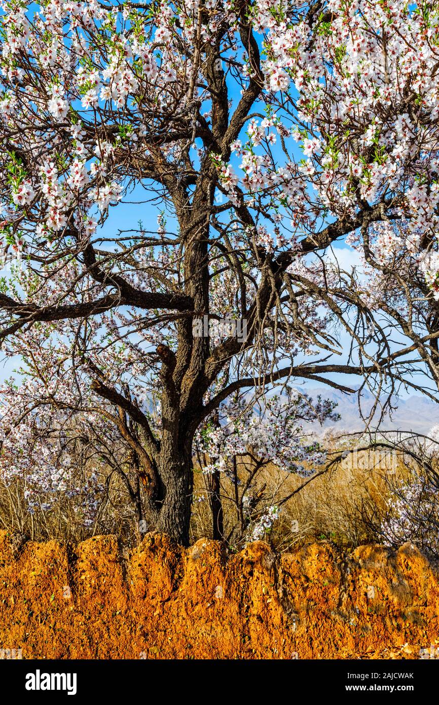 Blossom scenery hi-res stock photography and images - Alamy