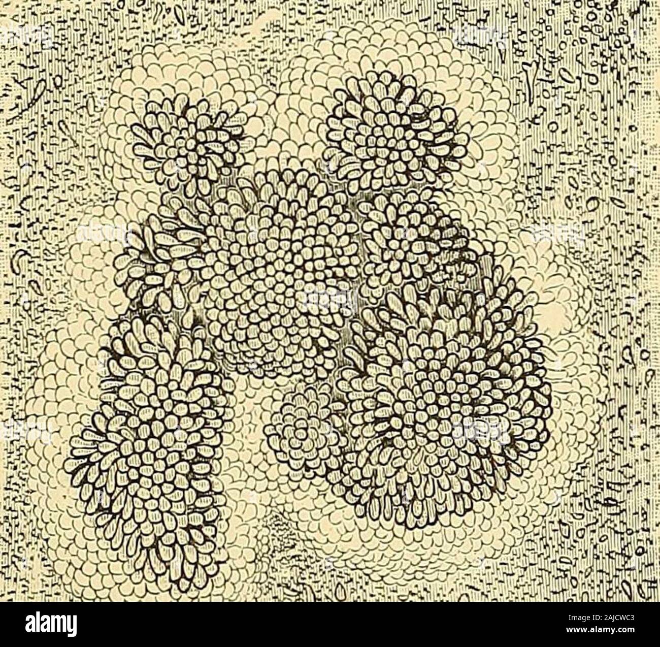 Pathogenic fungi hi-res stock photography and images - Alamy