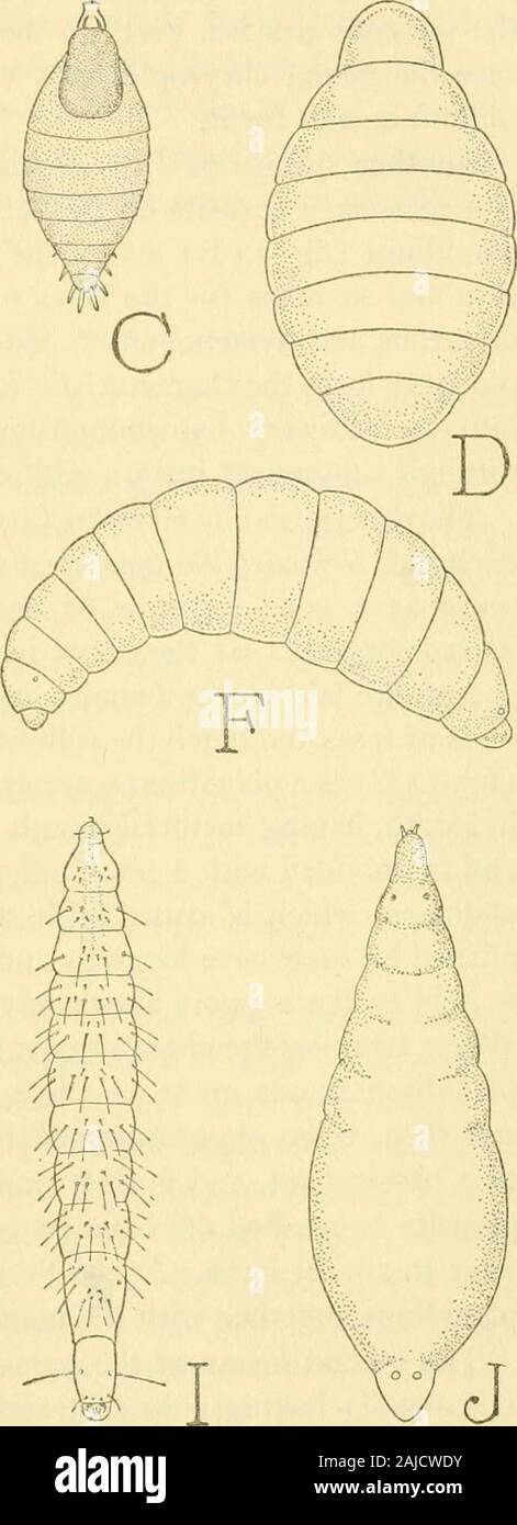Smithsonian miscellaneous collections . Fig. -Examples of hymenopterous ...