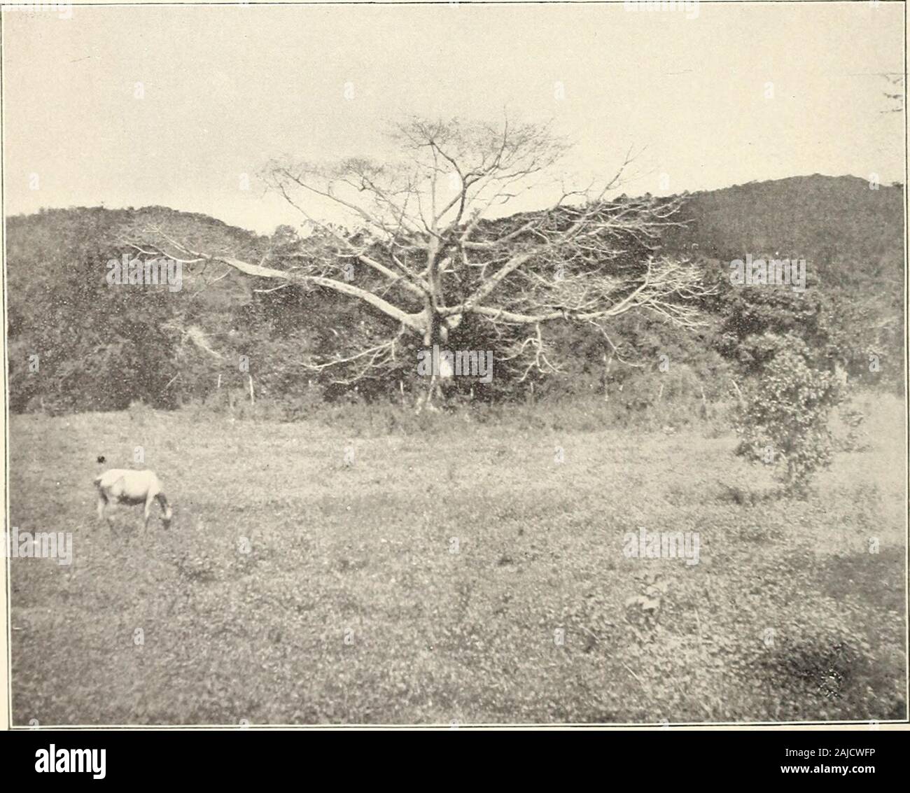 Notes on the forest conditions of Porto Rico . Fig. 1.—View of South ...