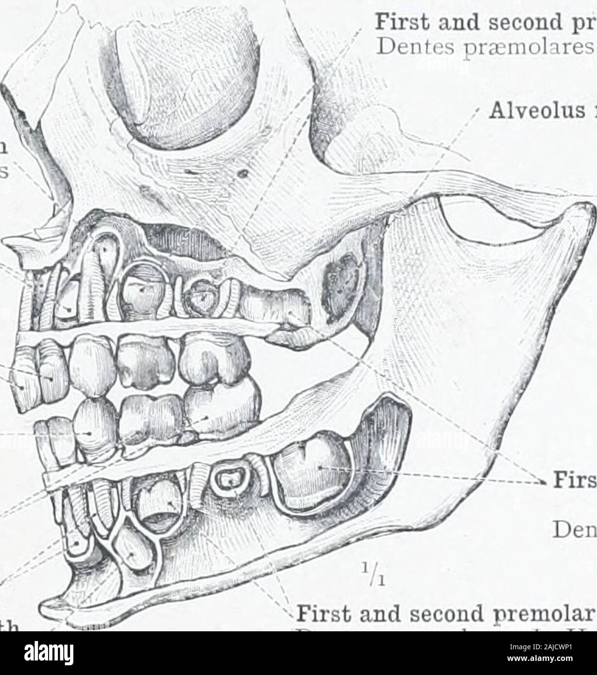 An atlas of human anatomy for students and physicians . ^Dens molaris I ...