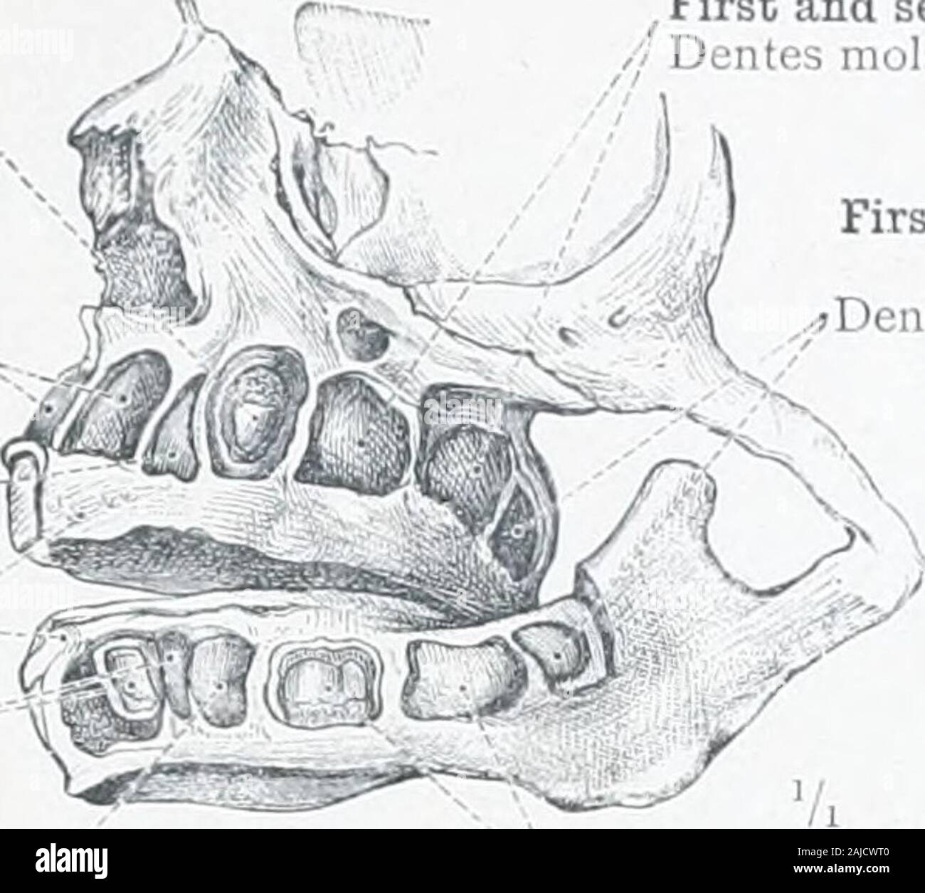 An atlas of human anatomy for students and physicians . Anterior ...