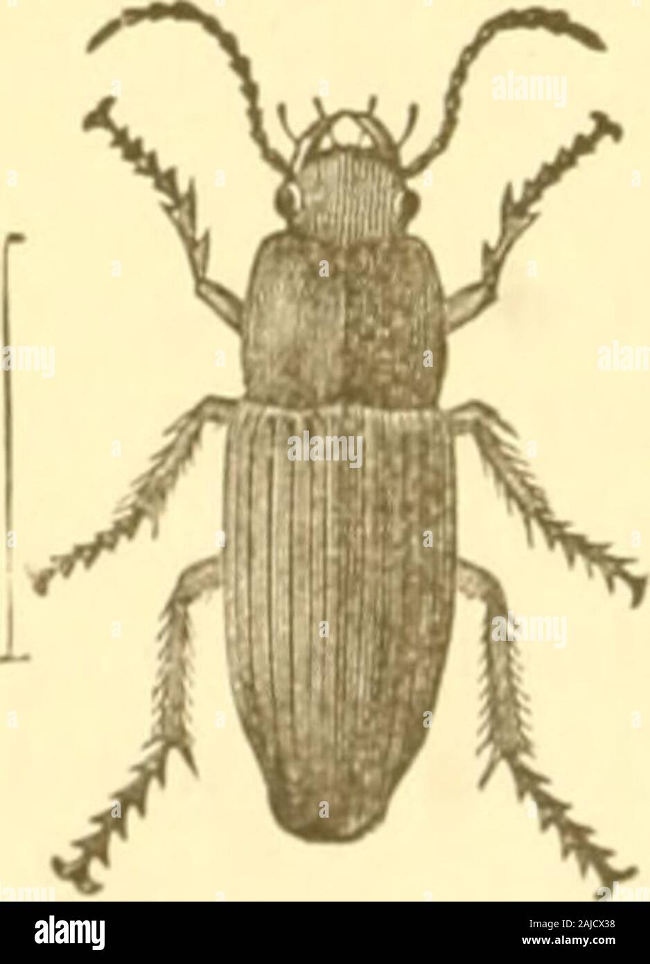 Attract beetles hi-res stock photography and images - Alamy