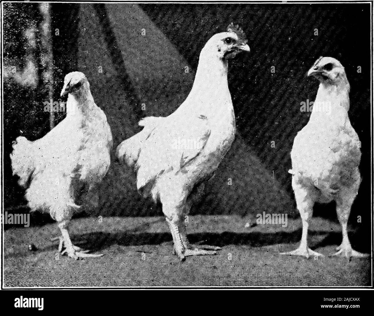 Broiler weighing hi-res stock photography and images - Alamy