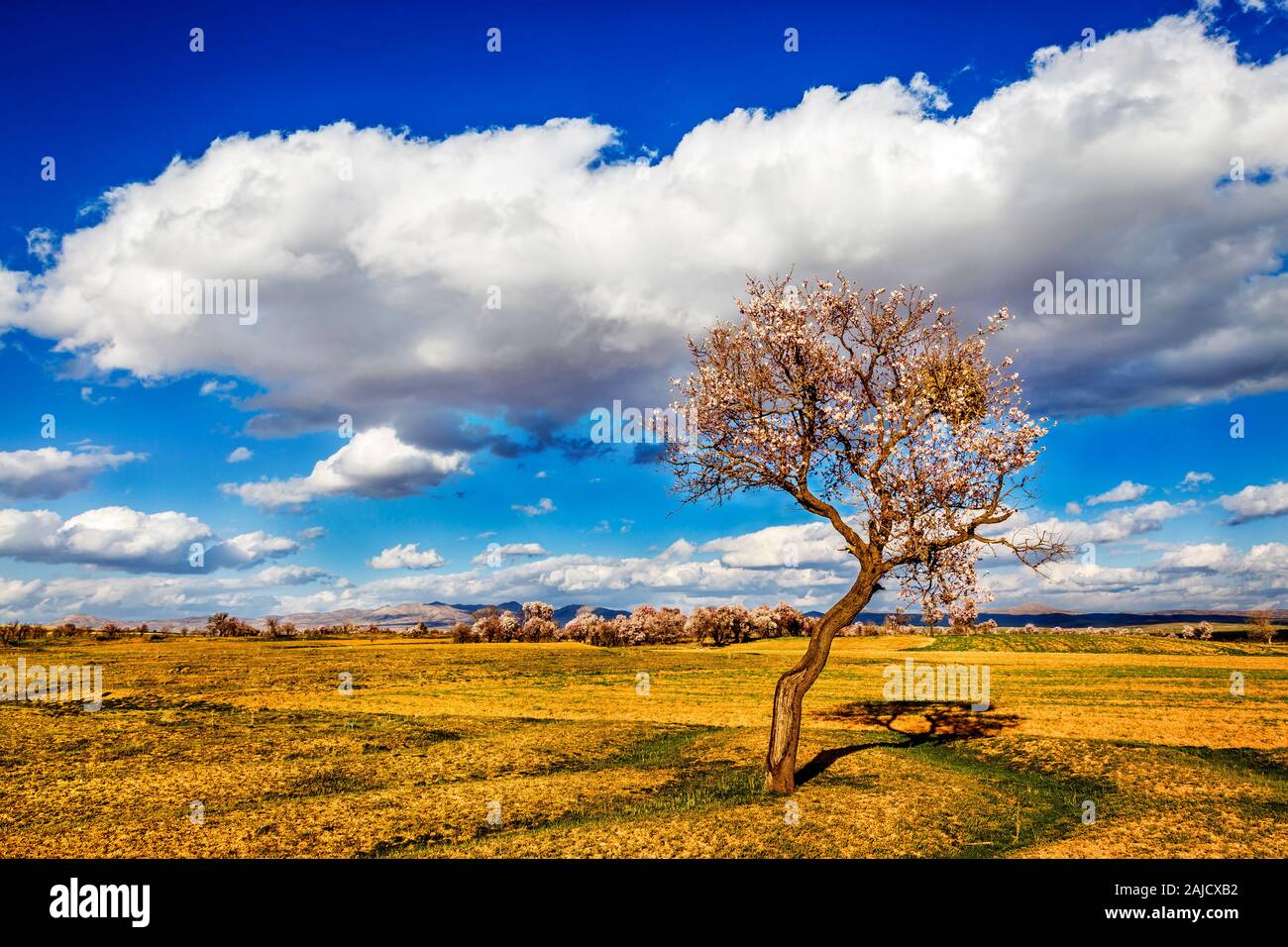 Blossom scenery hi-res stock photography and images - Alamy