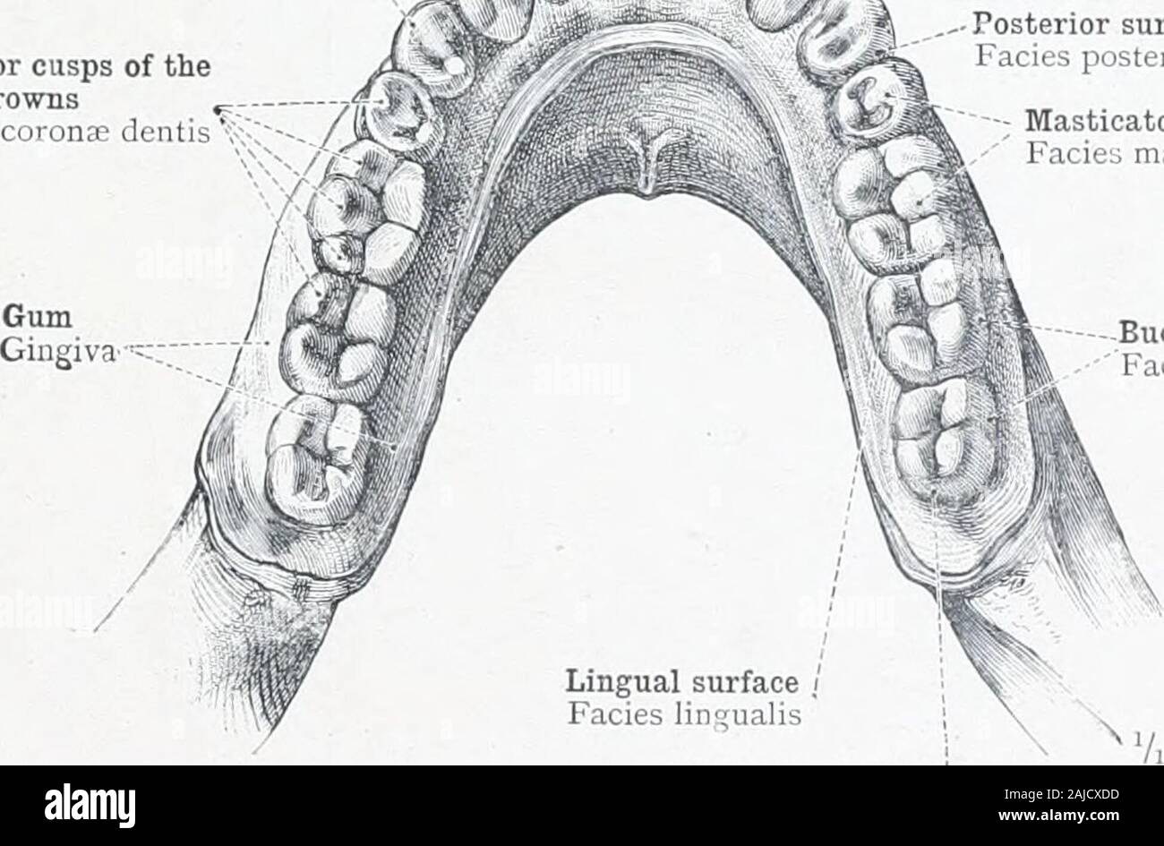 An atlas of human anatomy for students and physicians . iS-25 Mucous ...