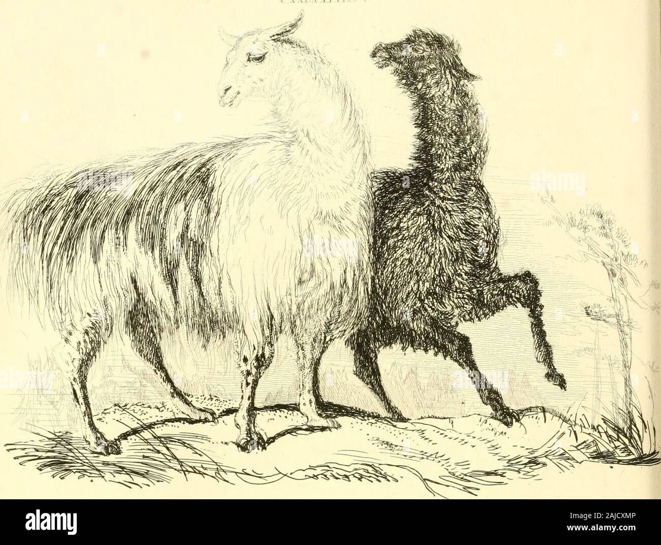 Feet with six toes hi-res stock photography and images - Alamy