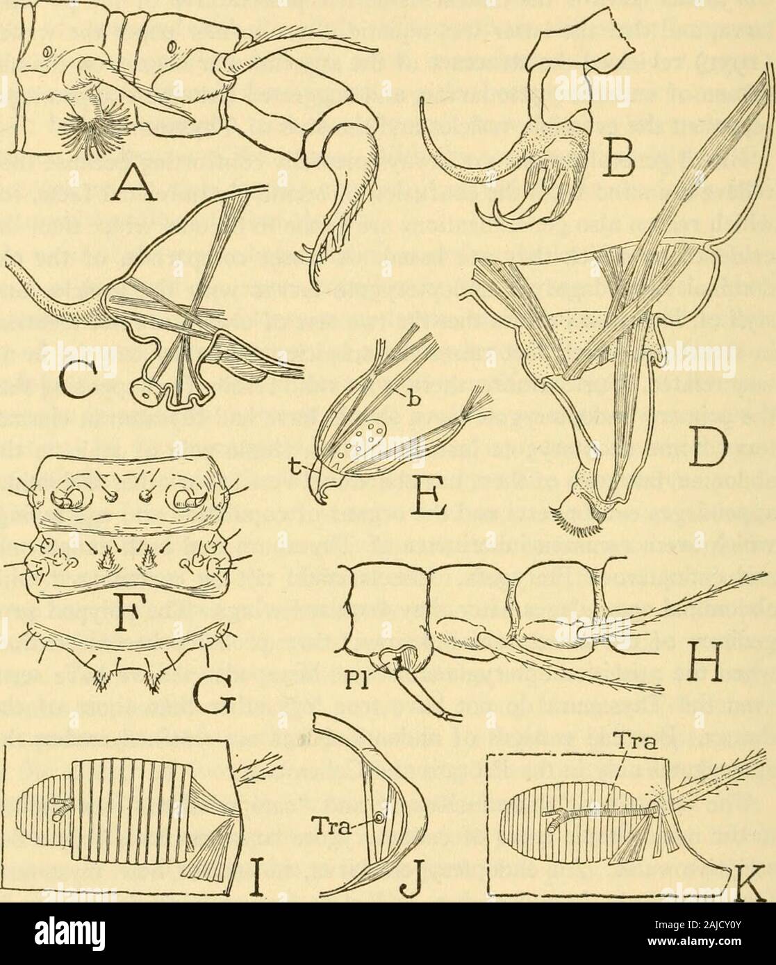 Wingedinsects hi-res stock photography and images - Alamy