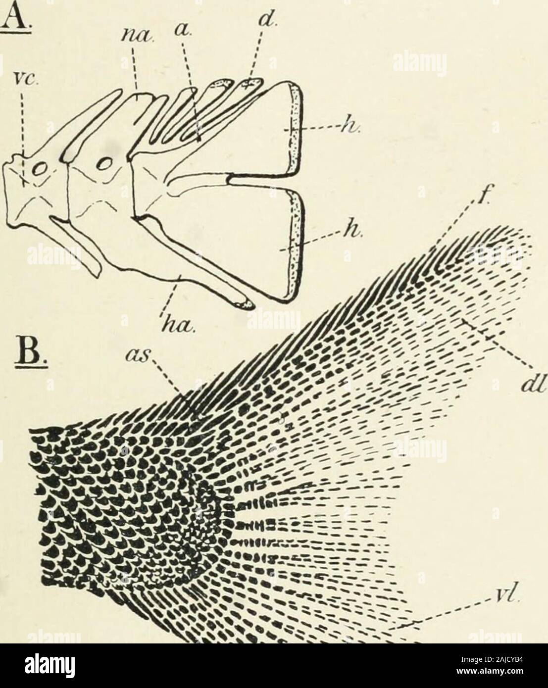 A treatise on zoology . Fk;. 63. Dissected tail of Sahno. (After ...