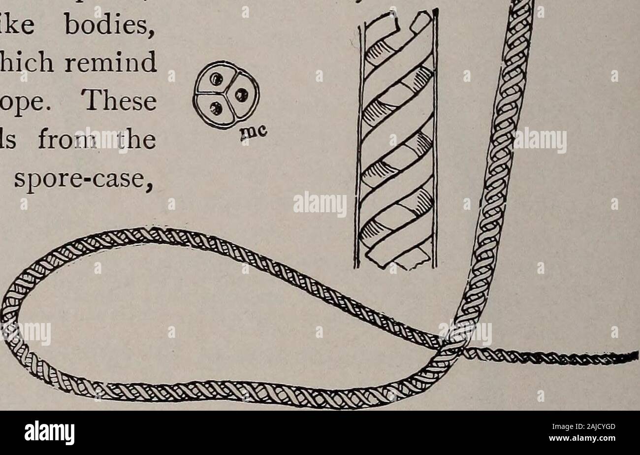 Spore Case High Resolution Stock Photography and Images - Alamy