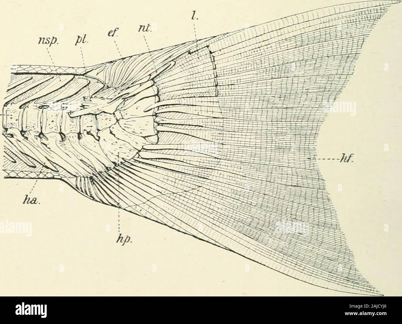 Vertebral scales hi-res stock photography and images - Alamy
