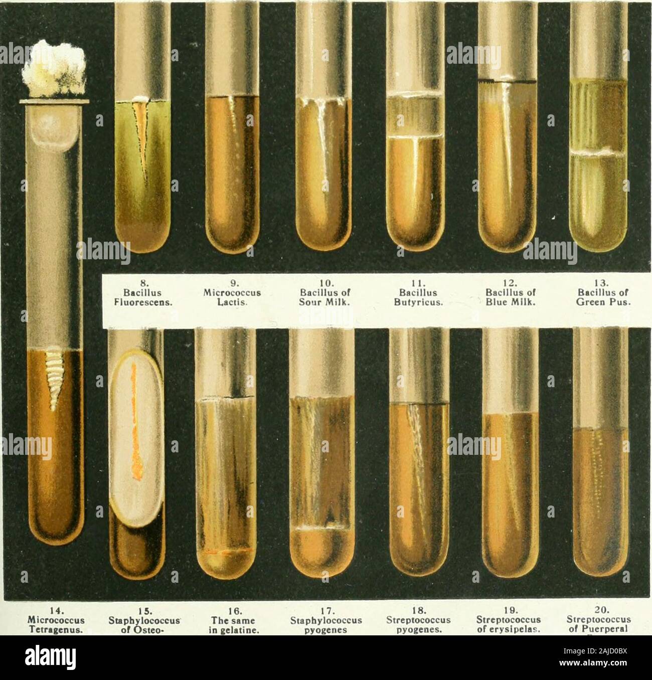 A Reference handbook of the medical sciences embracing the entire range ...