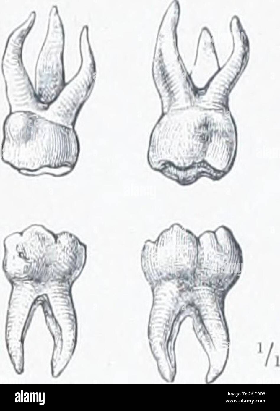An atlas of human anatomy for students and physicians . Central or ...