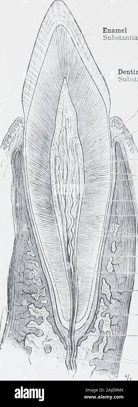 Cavum dentis hi-res stock photography and images - Alamy