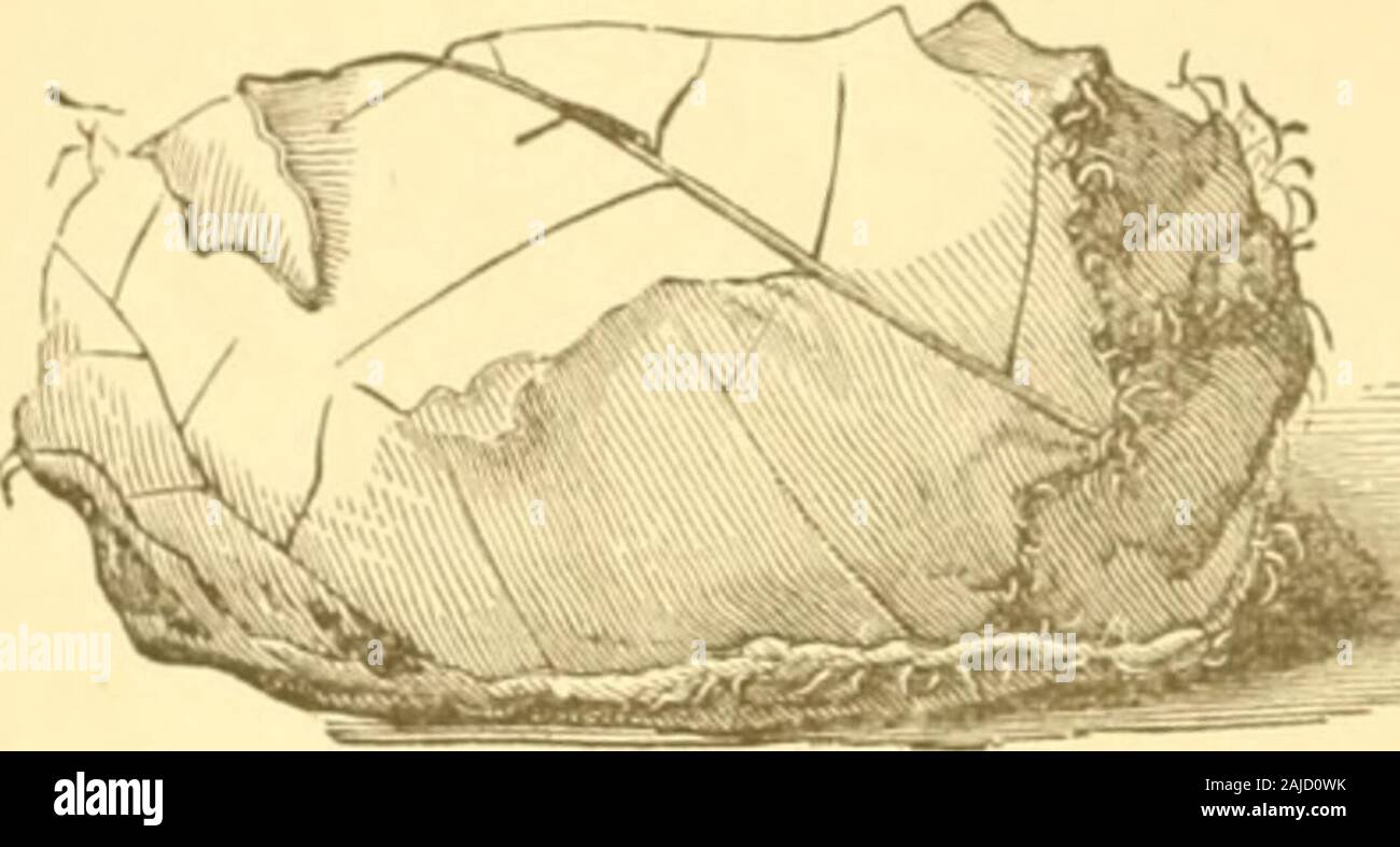 Anterior tubercles hi-res stock photography and images - Alamy