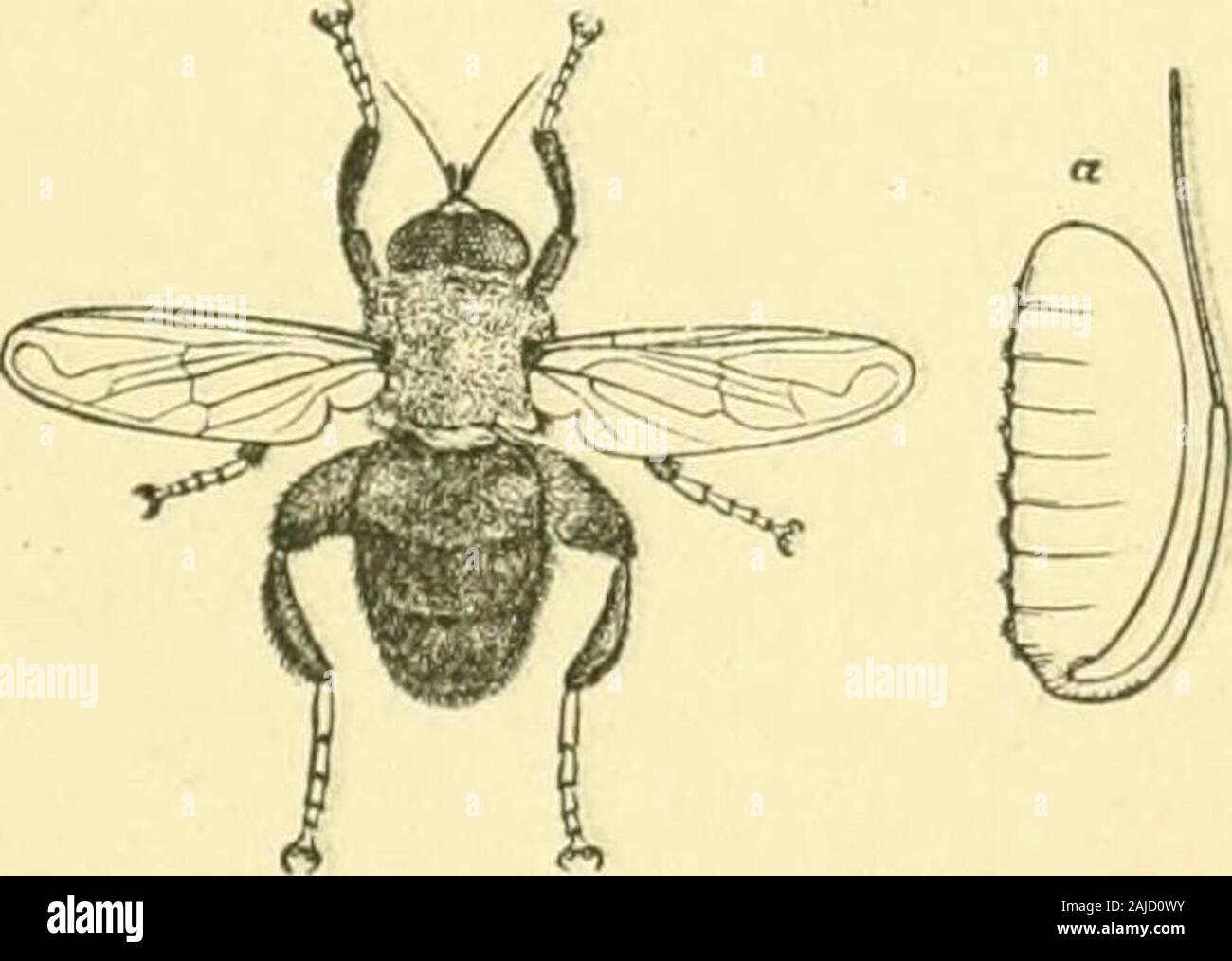 Respiratory bristle hi-res stock photography and images - Alamy